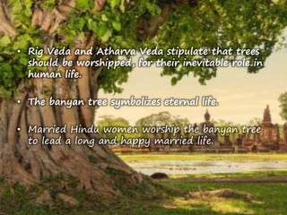 Banyan forest | PPTX