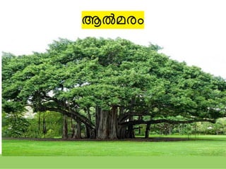 Banyan tree | PDF