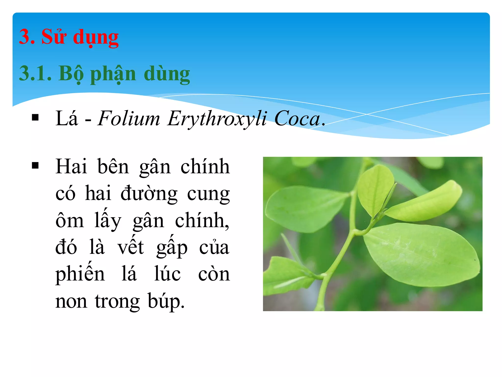 Bao cao duoc lieu 2 cay coca erythroxylum coca lam lop dai hoc duoc | PDF