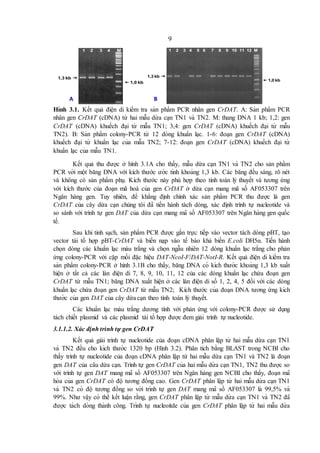 Đề tài: Tách dòng và biểu hiện gen mã hóa enzyme DAT, HAY | PDF