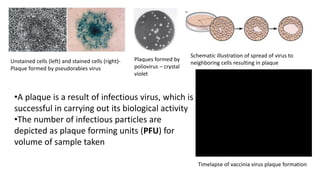 Biological activity of viruses | PPTX | Biological Sciences | Science
