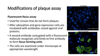 Biological activity of viruses | PPTX | Biological Sciences | Science