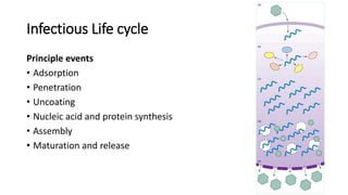 Biological activity of viruses | PPTX