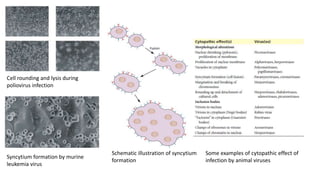 Biological activity of viruses | PPTX