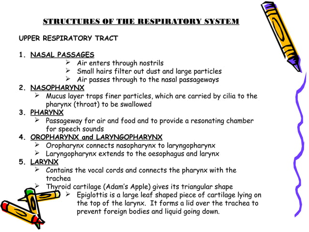 BA&P Respiratory | PPT