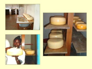 Baraka Milk Processing | PDF