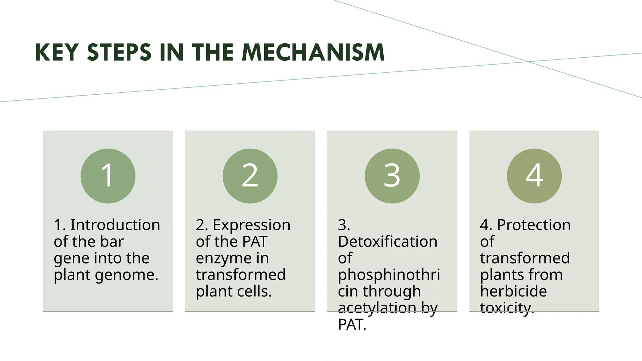 Bar and Barnase System of Plant Biotechnology | PPTX