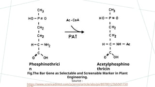 Bar and Barnase System of Plant Biotechnology | PPTX