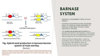 Bar and Barnase System of Plant Biotechnology | PPTX