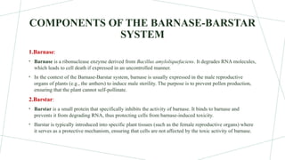 Bar and Barnase System of Plant Biotechnology | PPTX