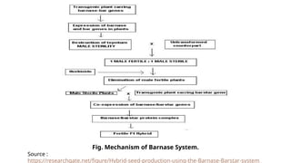 Bar and Barnase System of Plant Biotechnology | PPTX