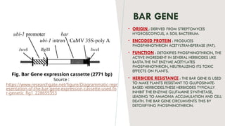 Bar and Barnase System of Plant Biotechnology | PPTX