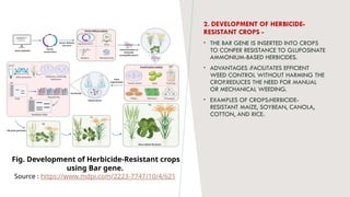 Bar and Barnase System of Plant Biotechnology | PPTX