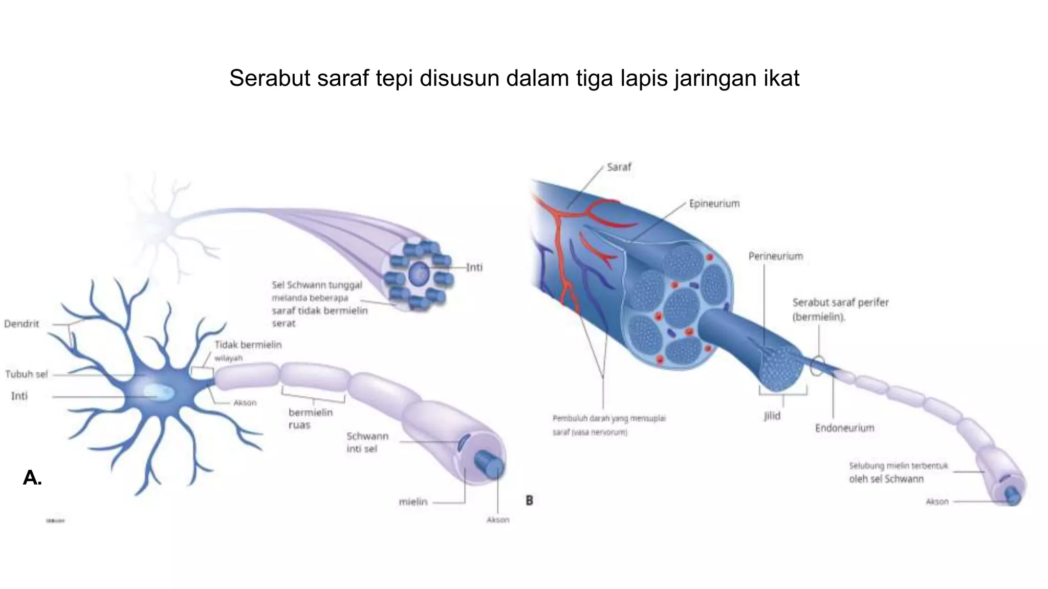 Barash Clinical Anesthesia Fundamentals ppt.pptx
