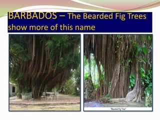 Barbados - Essential Facts | PPTX