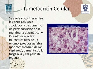 Mecanismos De Lesión | PPTX
