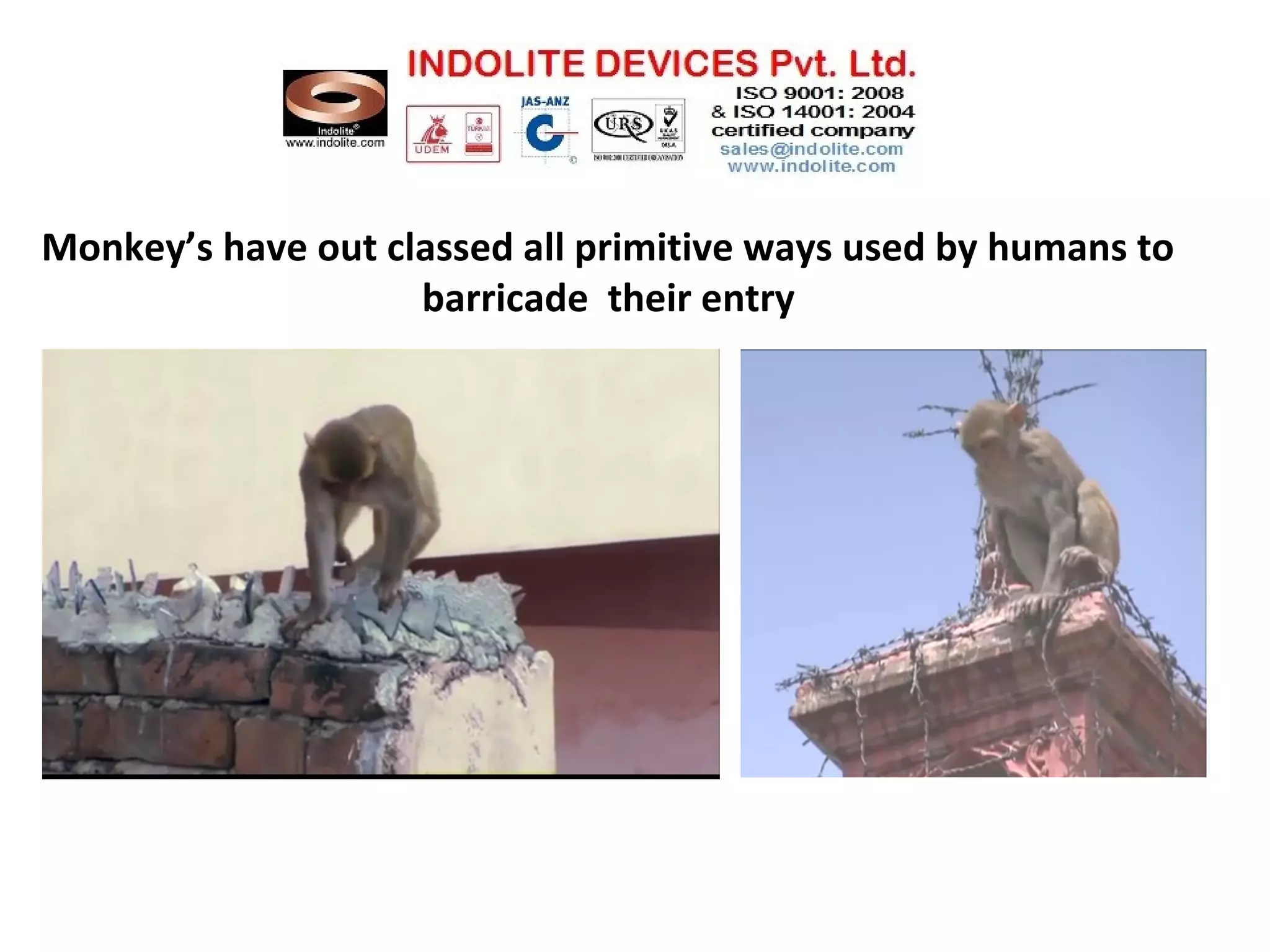Barbed wire versus monkeyscare | PPT