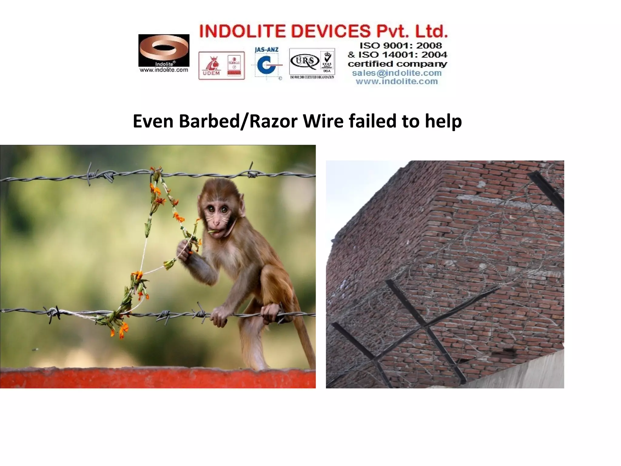 Barbed wire versus monkeyscare | PPT