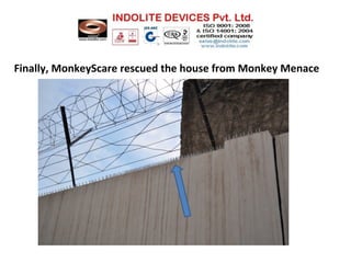 Barbed wire versus monkeyscare | PPT