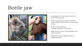 Barber Pole Worm: #1 Killer | PPTX