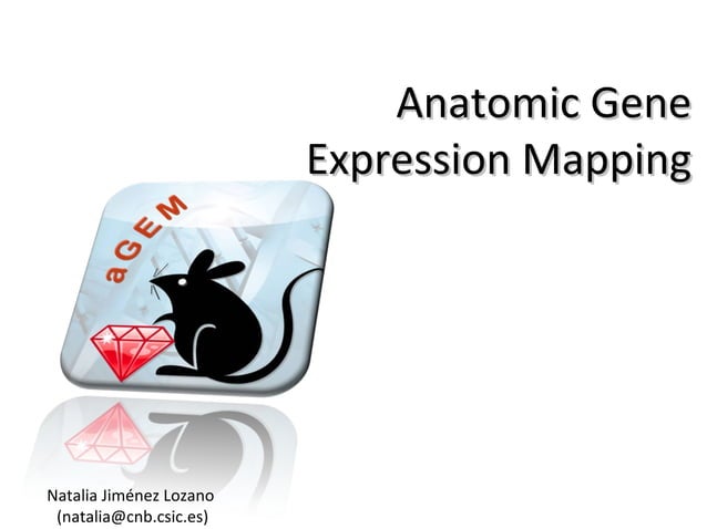 anatomic Gene Expression Mapping | PPT