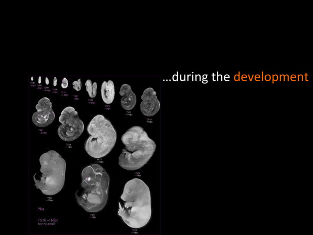 anatomic Gene Expression Mapping | PPT