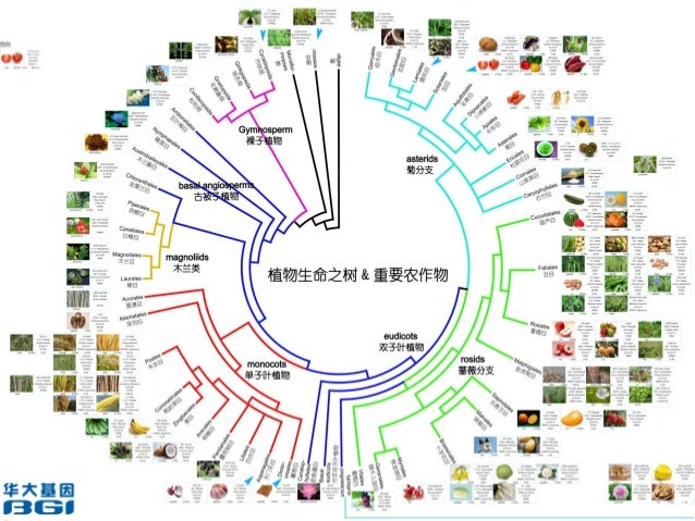 The complexity of plant genomes