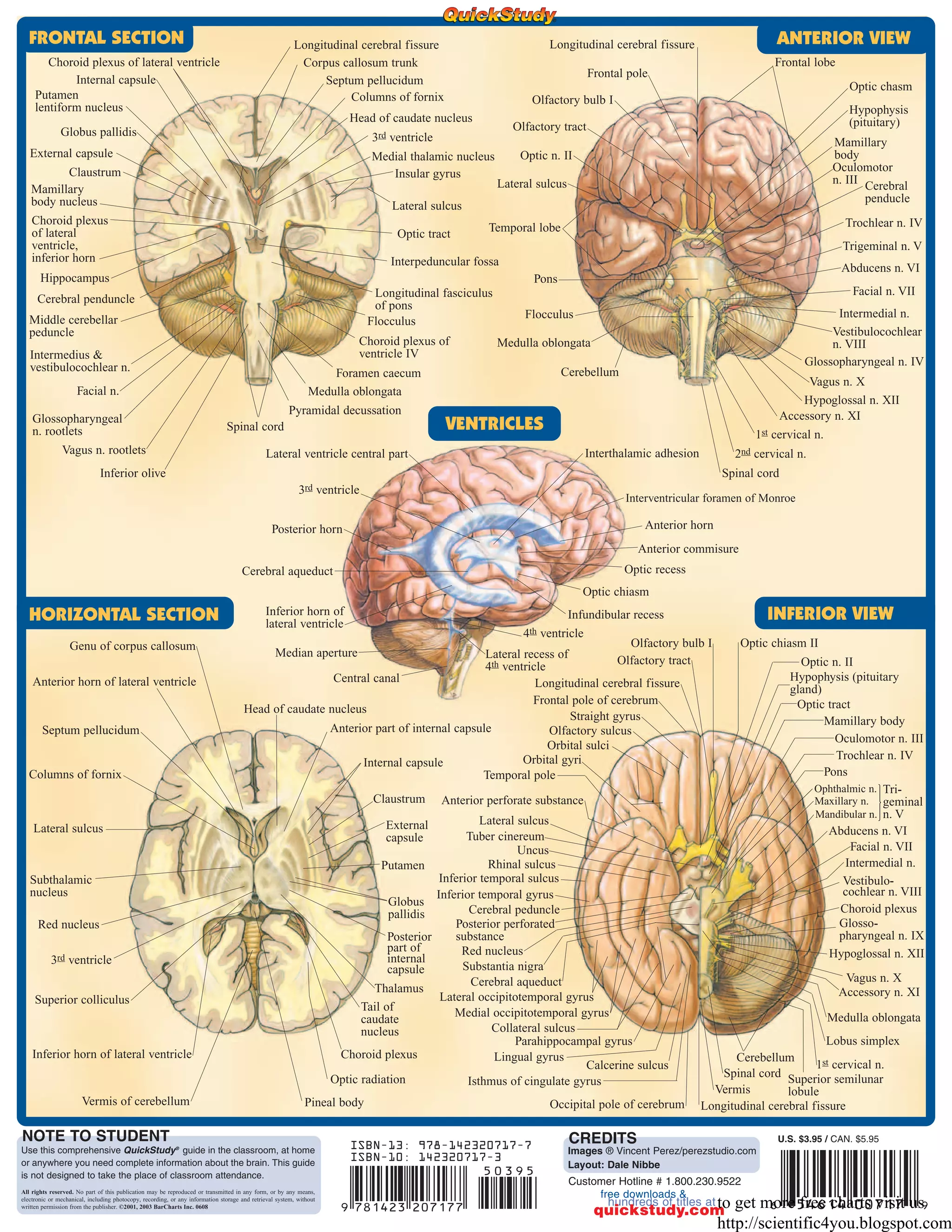 Bar charts quickstudy brain | PDF