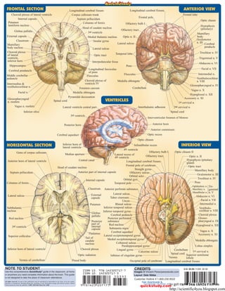 Bar charts quickstudy brain | PDF