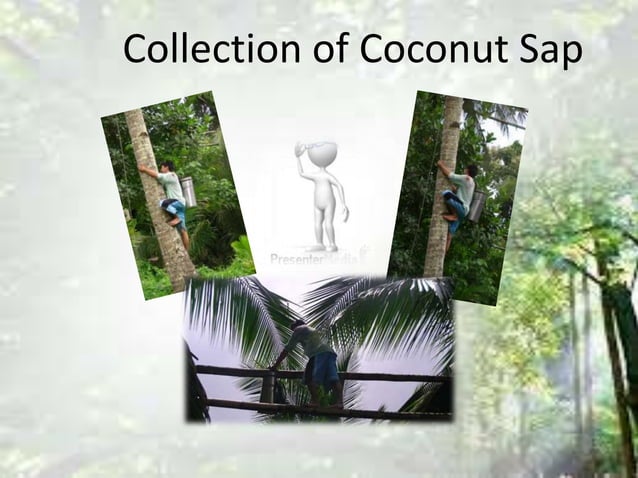 Coco Sap Sugar Presentation 1 | PPT