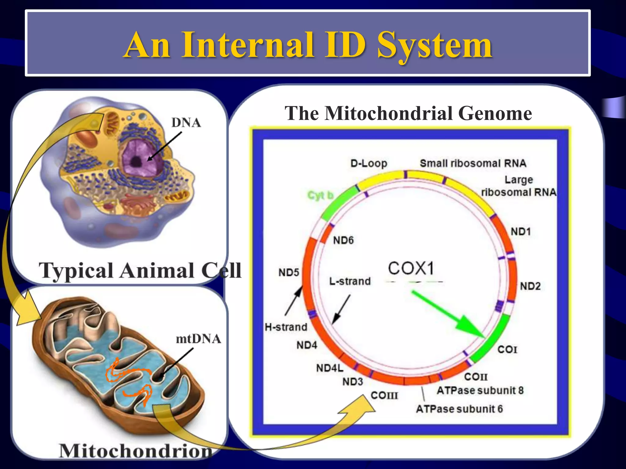 DNA BarcodING IN ANIMALS | PPT