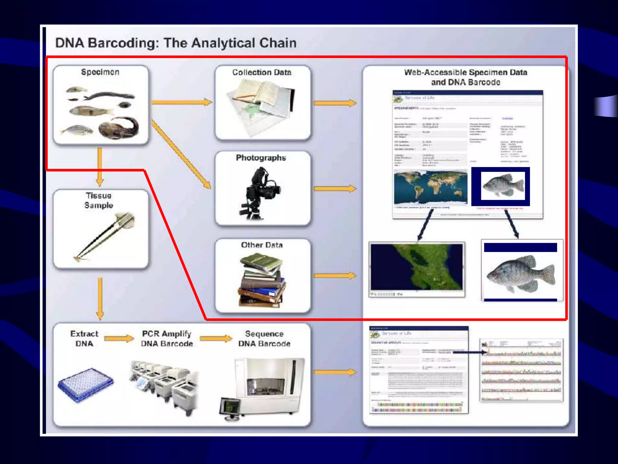 DNA BarcodING IN ANIMALS | PPT