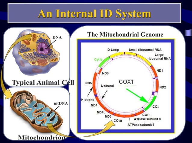 DNA BarcodING IN ANIMALS | PPT