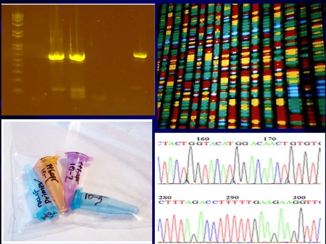 DNA BarcodING IN ANIMALS | PPT