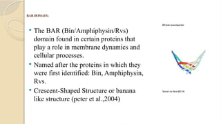 BAR Dmains, Types, Mechanism, Functions.pptx