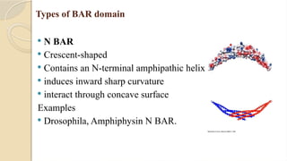 BAR Dmains, Types, Mechanism, Functions.pptx