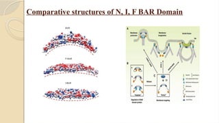 BAR Dmains, Types, Mechanism, Functions.pptx