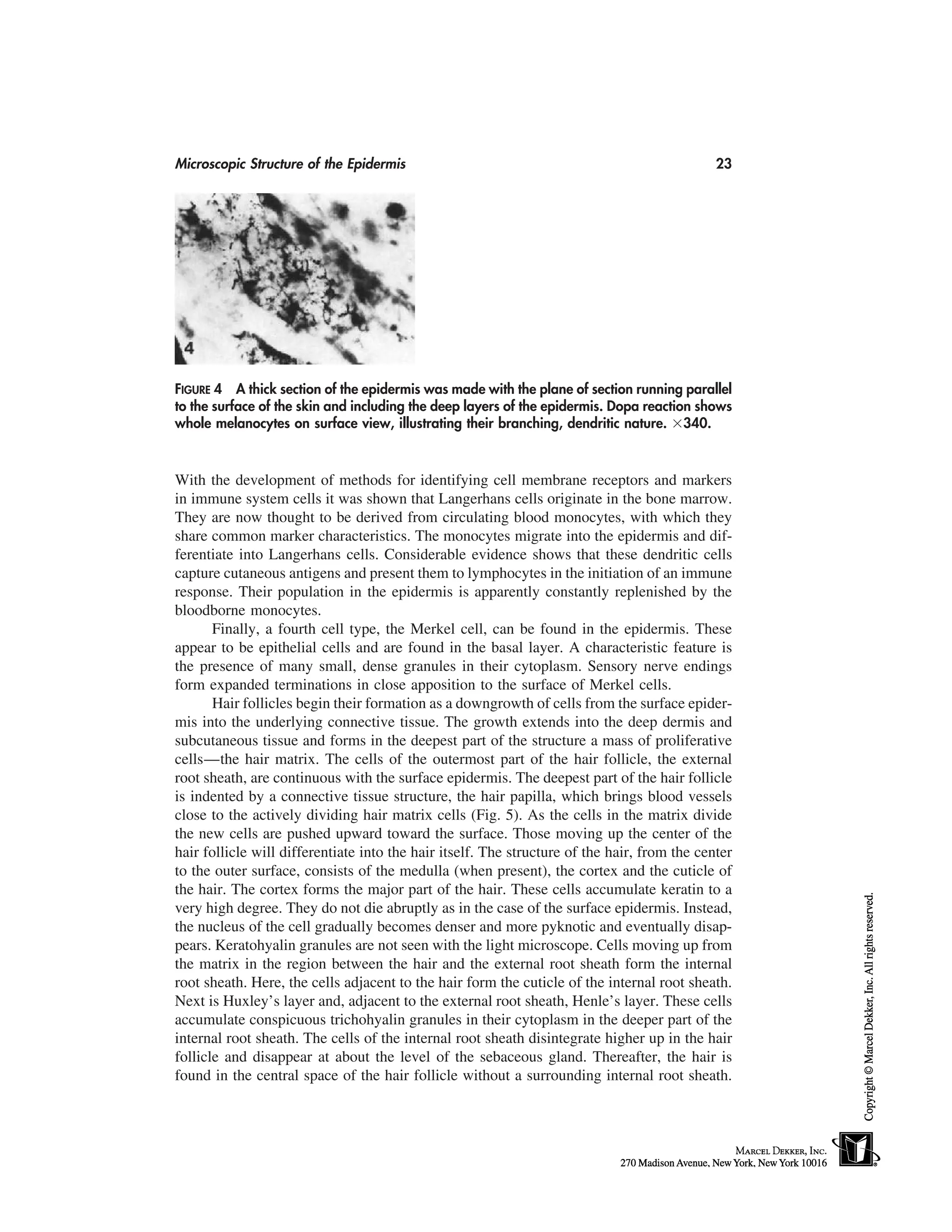 Barel_Paye_Maibach_Handbook cosmetics... | PDF