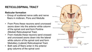 DESCENDING-TRACTS.pptx