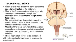 DESCENDING-TRACTS.pptx