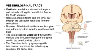 DESCENDING-TRACTS.pptx