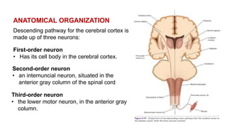 DESCENDING-TRACTS.pptx