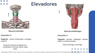 Musculos, cartilagos y ligamentos de la laringe | PPTX