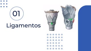 Musculos, cartilagos y ligamentos de la laringe | PPTX