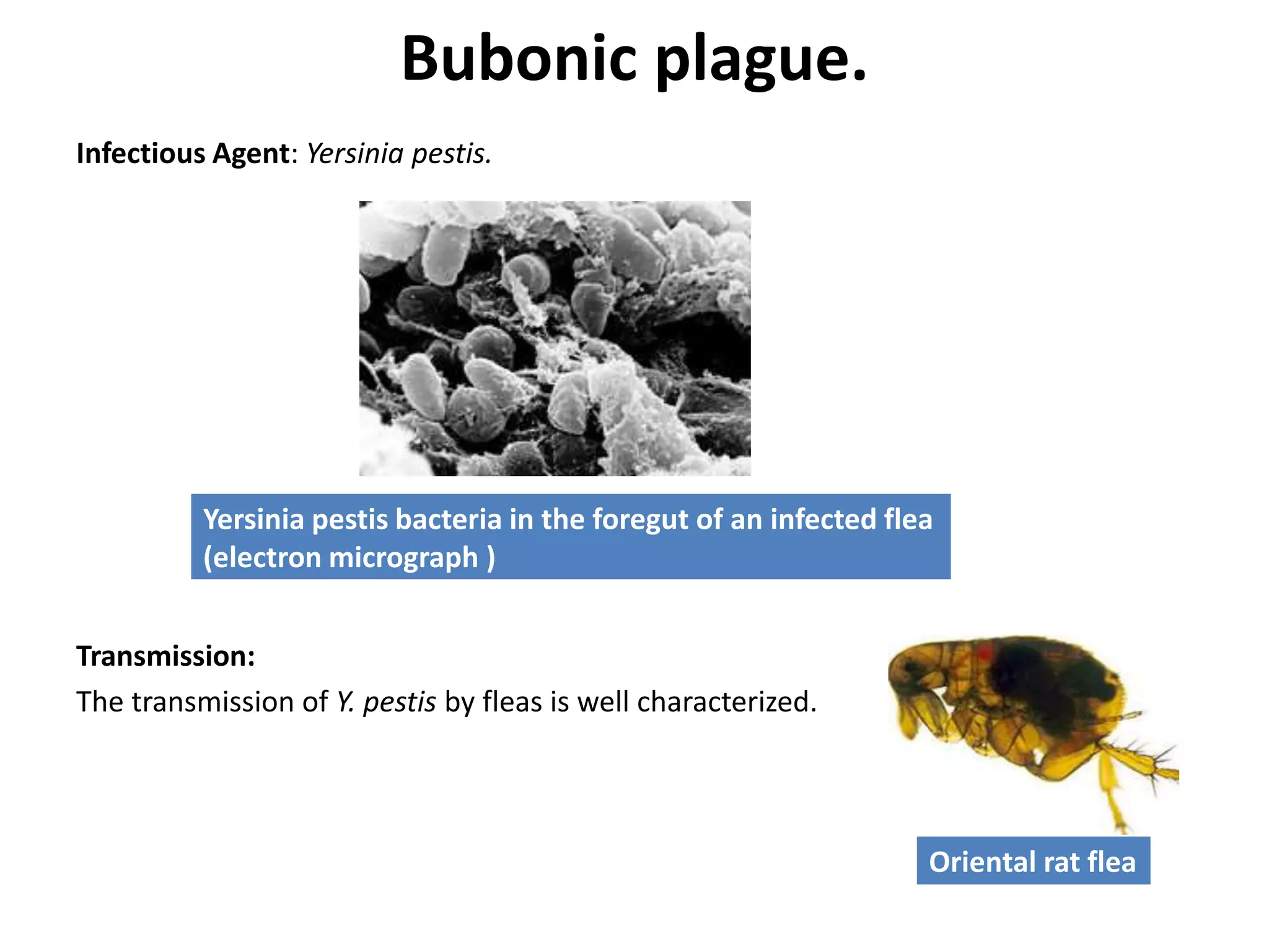 BACTERIAL DISEASES OF FOXES | PPTX