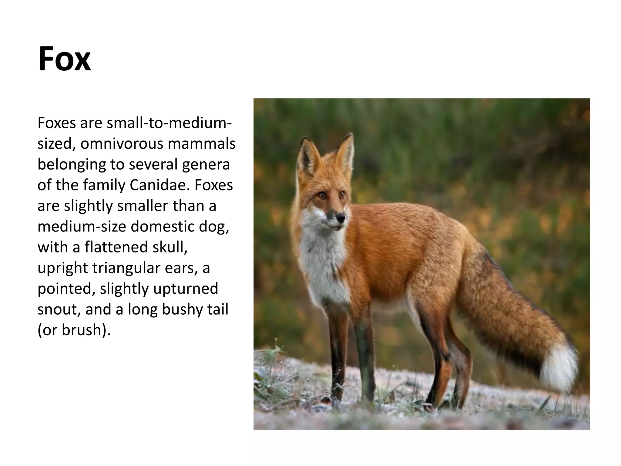 BACTERIAL DISEASES OF FOXES | PPTX