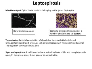 BACTERIAL DISEASES OF FOXES | PPTX