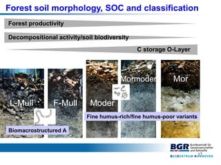 Soil information for forest soils and carbon monitoring - Rainer Baritz ...