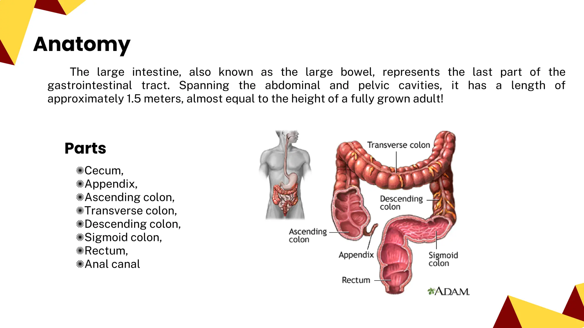 Barium Enema procedure in radiology department | PDF