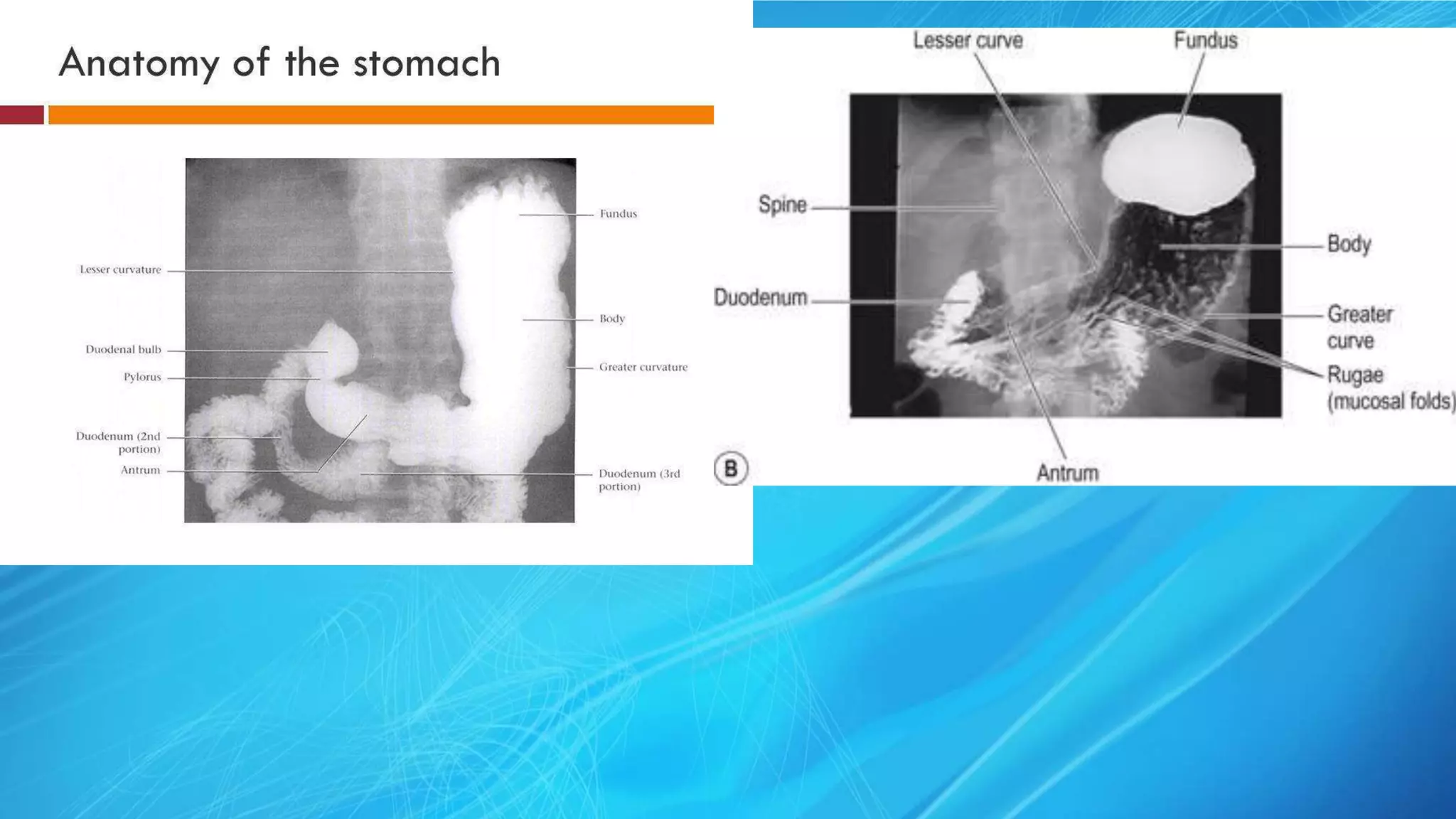 Barium Meal | PPTX